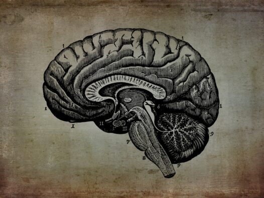 S3E33: How Grief Changes Your Brain | E1D (Everyone Dies)